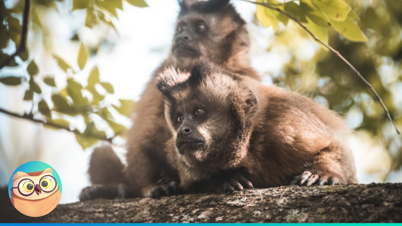 Strange Rainforest Life - YouTube