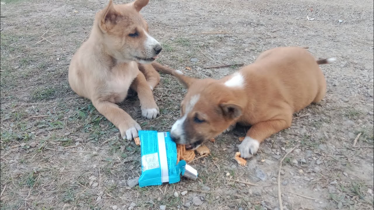 Cute Puppies Fight for Cookies - YouTube