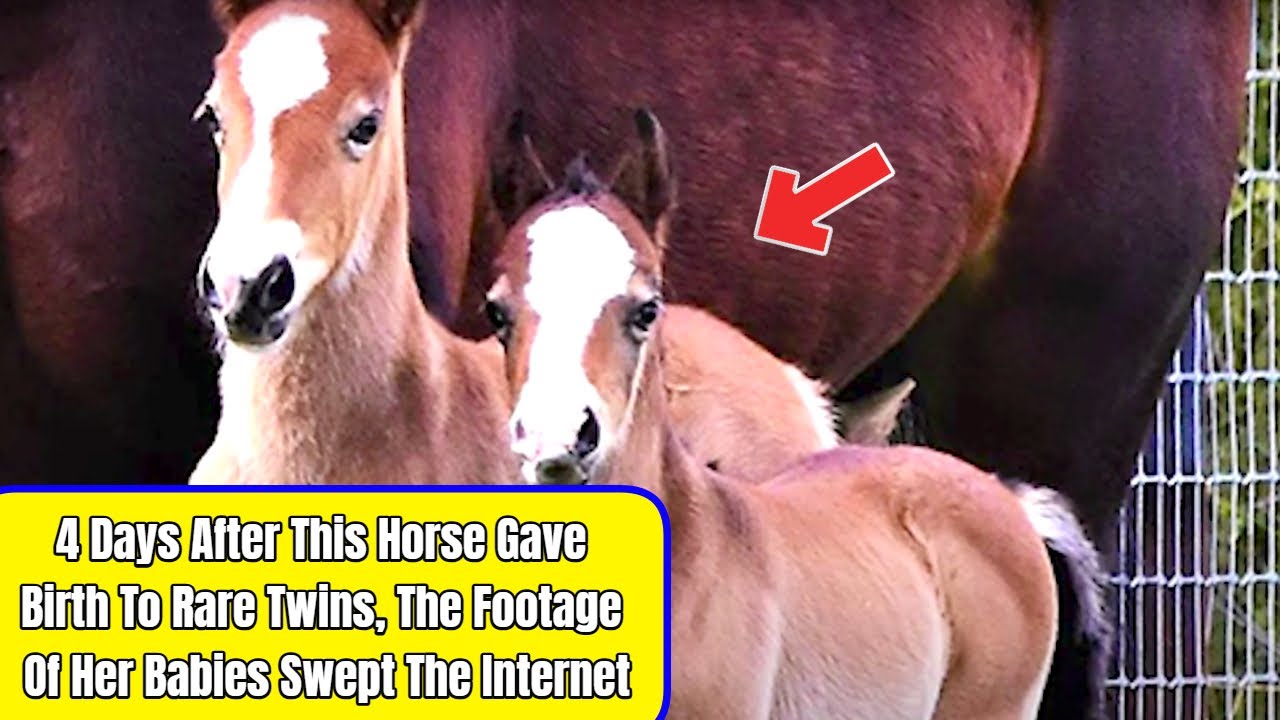 4 Days After This Horse Gave Birth To Rare Twins, The Footage Of Her ...