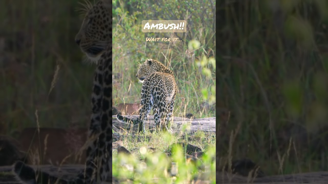 Ambush! Leopard cub playfully ambushes mum #adventure #wildlife - YouTube