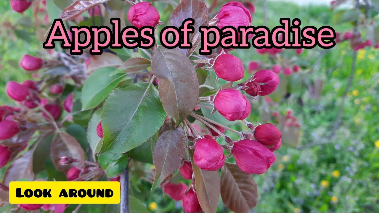 APPLES OF PARADISE | SOUNDS OF NATURE | VIDEO FOR RELAXATION | LOOK ...