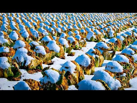 Хранение овощей ПОД СНЕГОМ на японских фермах - необычный способ ...