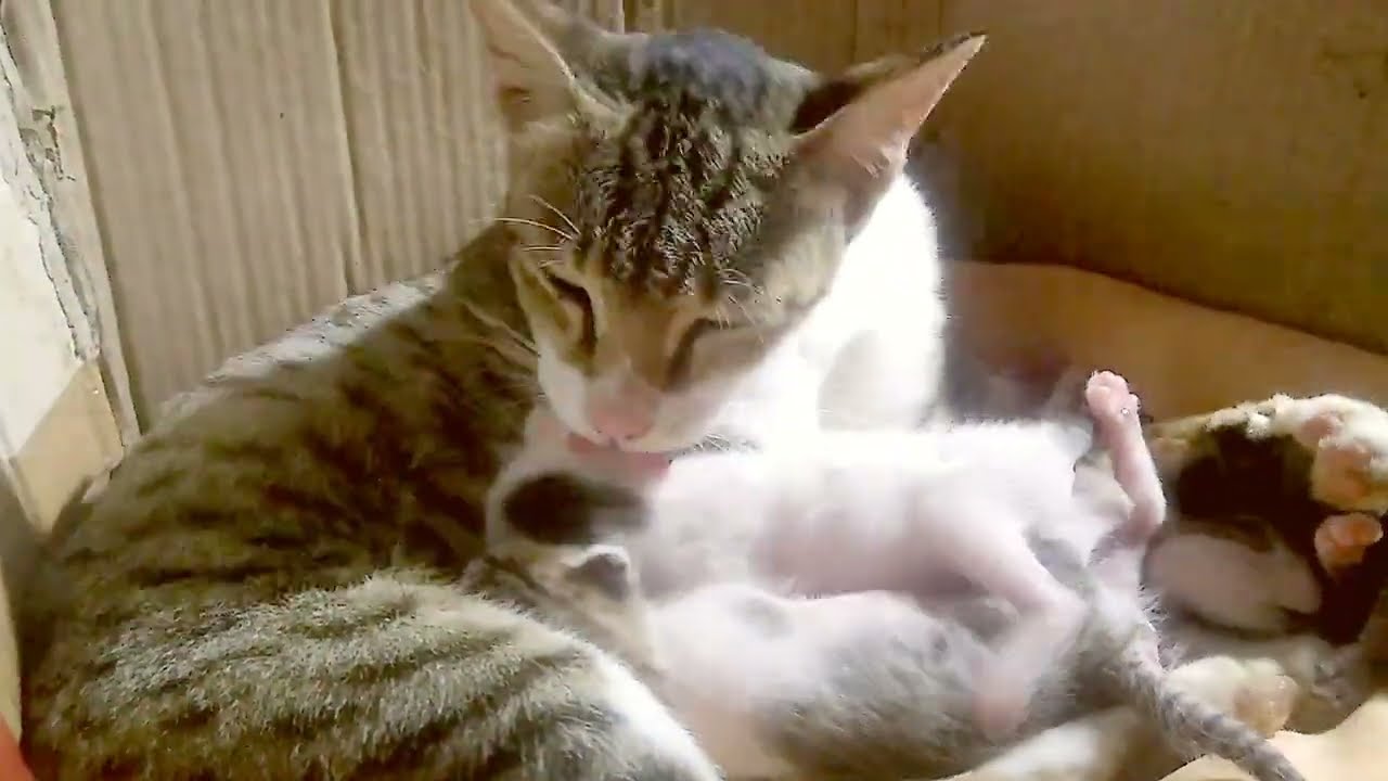 Mom Cat Loves Her Baby Kittens Very Much - YouTube