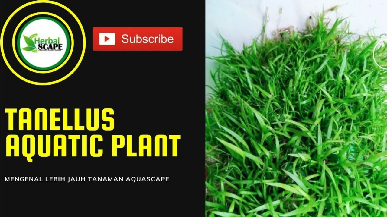 Tanaman Aquascape Echinodorus Tanellus | aquaticplant - YouTube