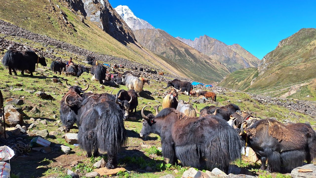 Himalayan Village Life | The Yak Farm | Dolpa |Nepal | Real Yak ...