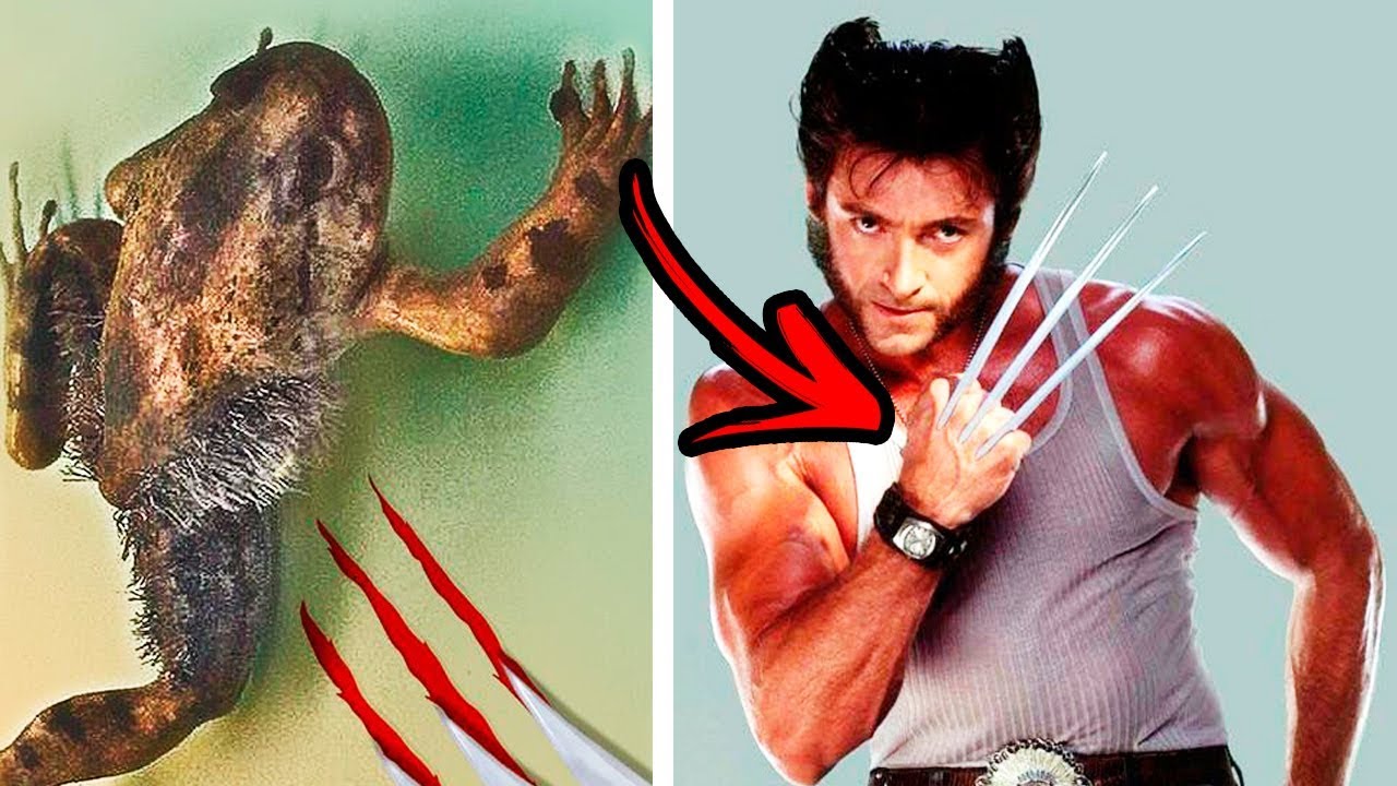 10 ANIMALS WITH REAL SUPERPOWERS - YouTube