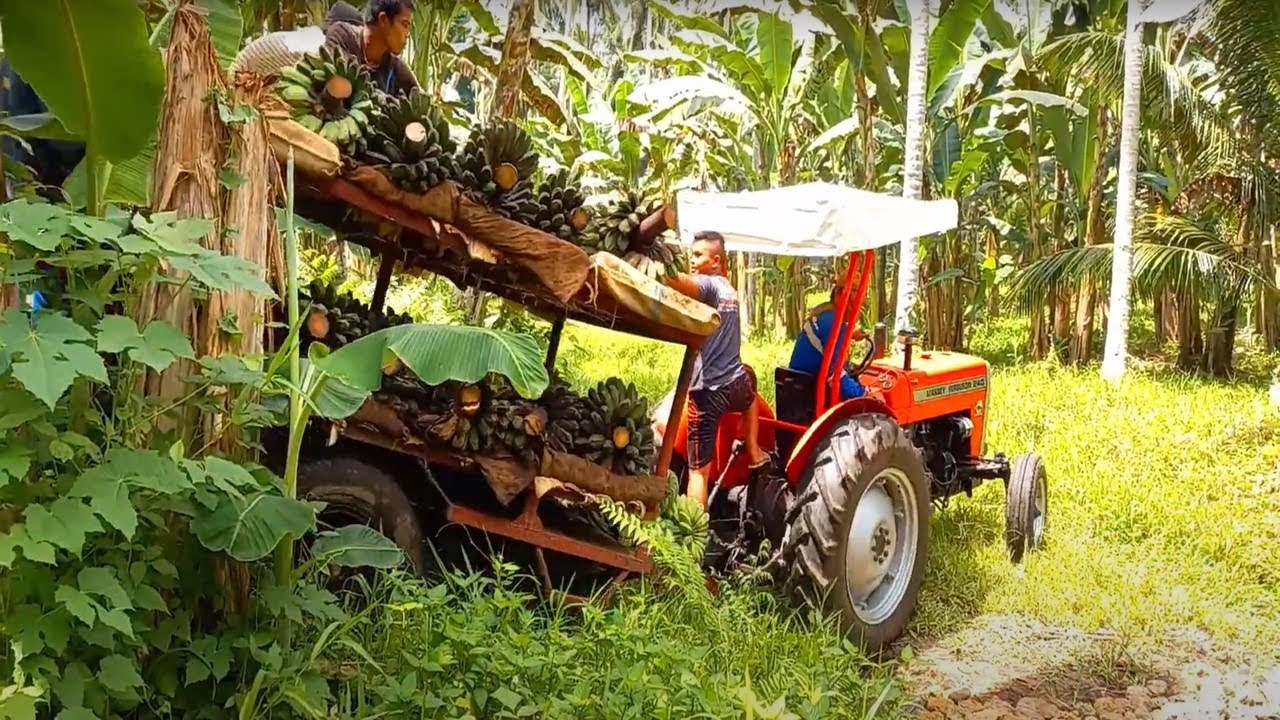Small tractor working inside Banana farm in Lanao del Sur//Massey ...