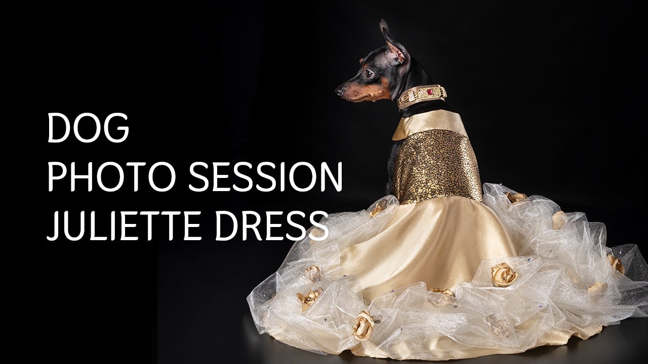 Hilarious Dog Fashion Show: Glamorous Photo Session with a Pooch in ...