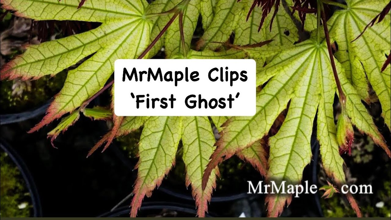 Acer palmatum 'First Ghost' Japanese Maple ~ MrMaple Clips 🍁 - YouTube