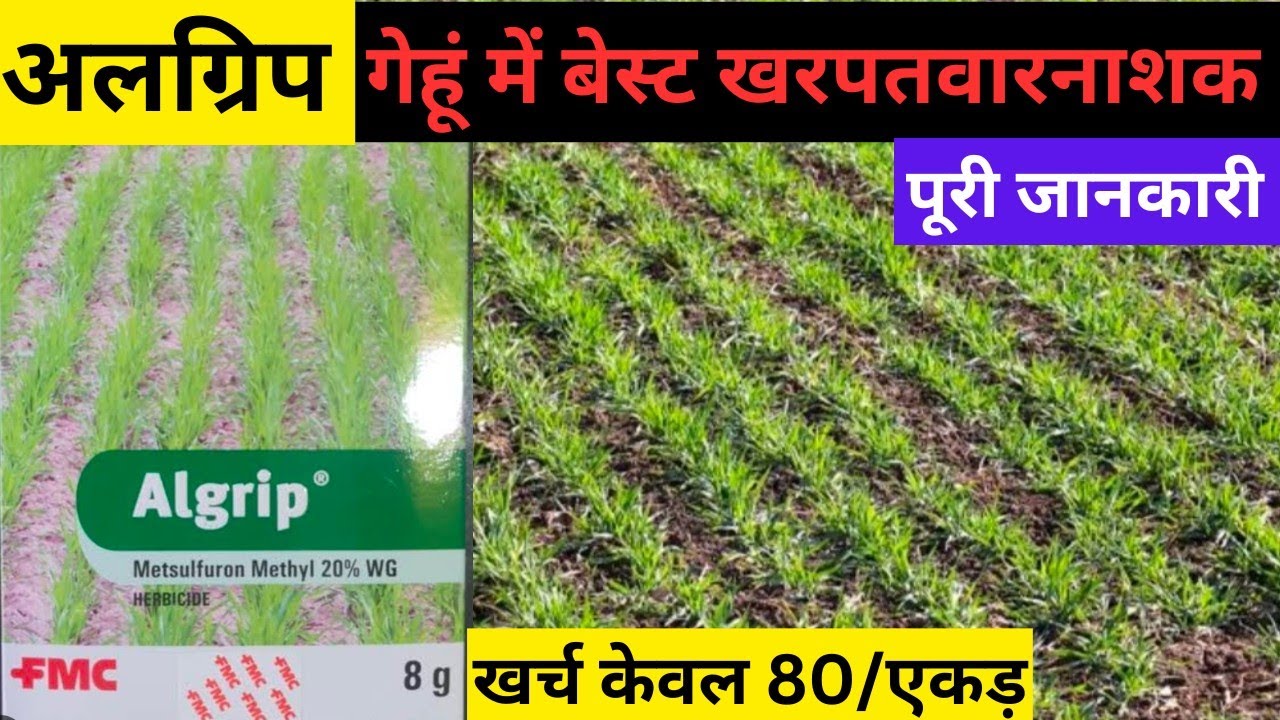 अलग्रिप खरपतवारनाशी || FMC Algrip || गेहूं में सबसे सस्ता खरपतवारनाशक ...