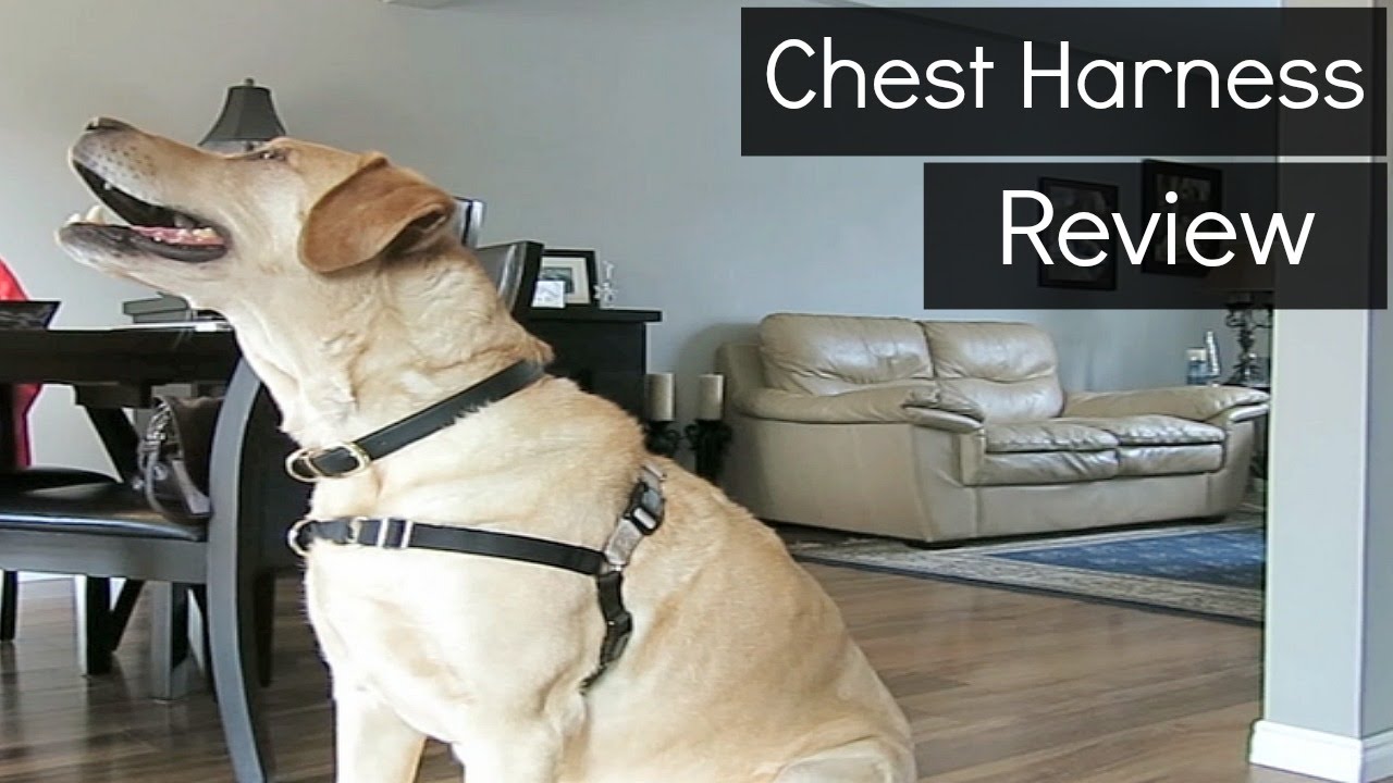 Easy Walk Chest Harness Review - YouTube
