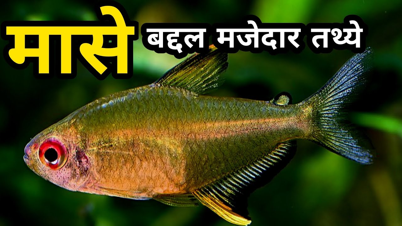 मासे बद्दल 28 मनोरंजक तथ्ये || Interesting facts about Fish in Marathi ...