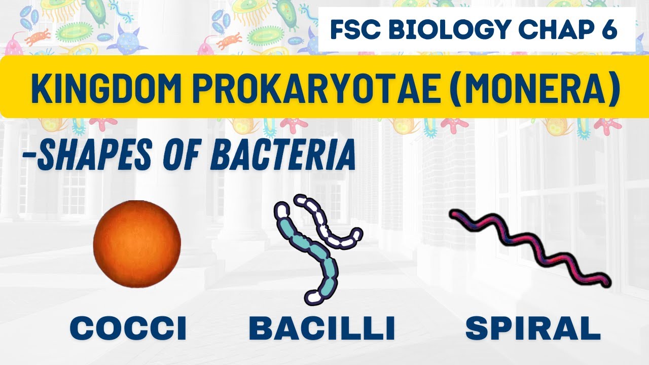 Shapes of Bacteria | Cocci, Bacilli And Spiral | 11th class Biology ...