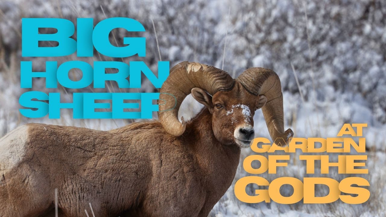 3 big horn sheep jumping off cliff - YouTube