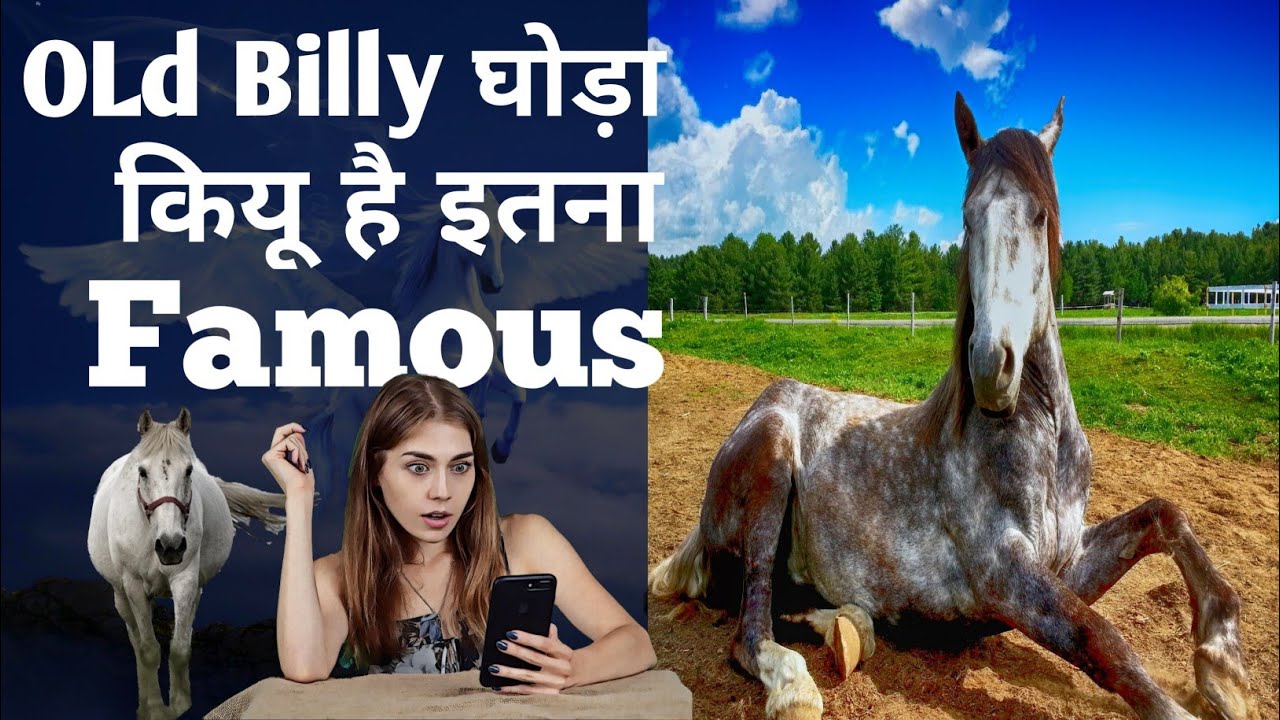 Old Billy घोड़ा कियू है इतना Famous ! Why Old Billy Horse So Famous ...