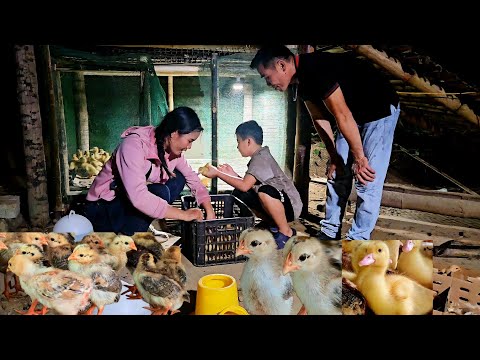 Harvesting clean chickens for sale after the sweltering summer days — Thúy and Mến restock the farm