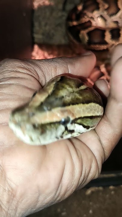 Normal Burmese python - YouTube