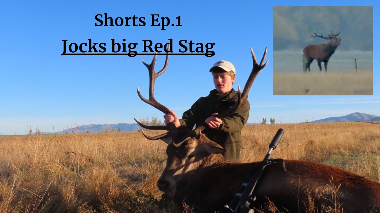 Shorts Ep.1 | Jocks Big Red Stag (12 pointer!) - YouTube