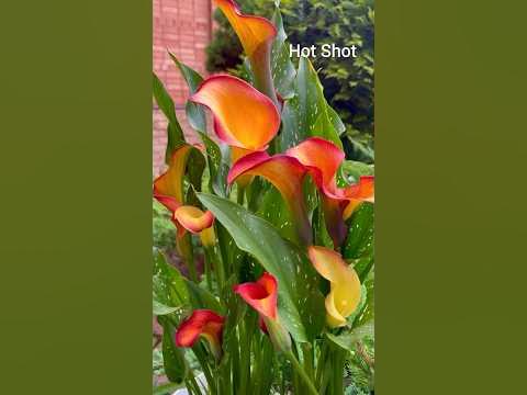 Каллы в горшках. Мои любимые сорта ️#каллывгоршках#каллысорта# ...