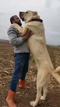 kangal Shepherd Dog height #kangalshepherddog #kangal #kangal_tr # ...