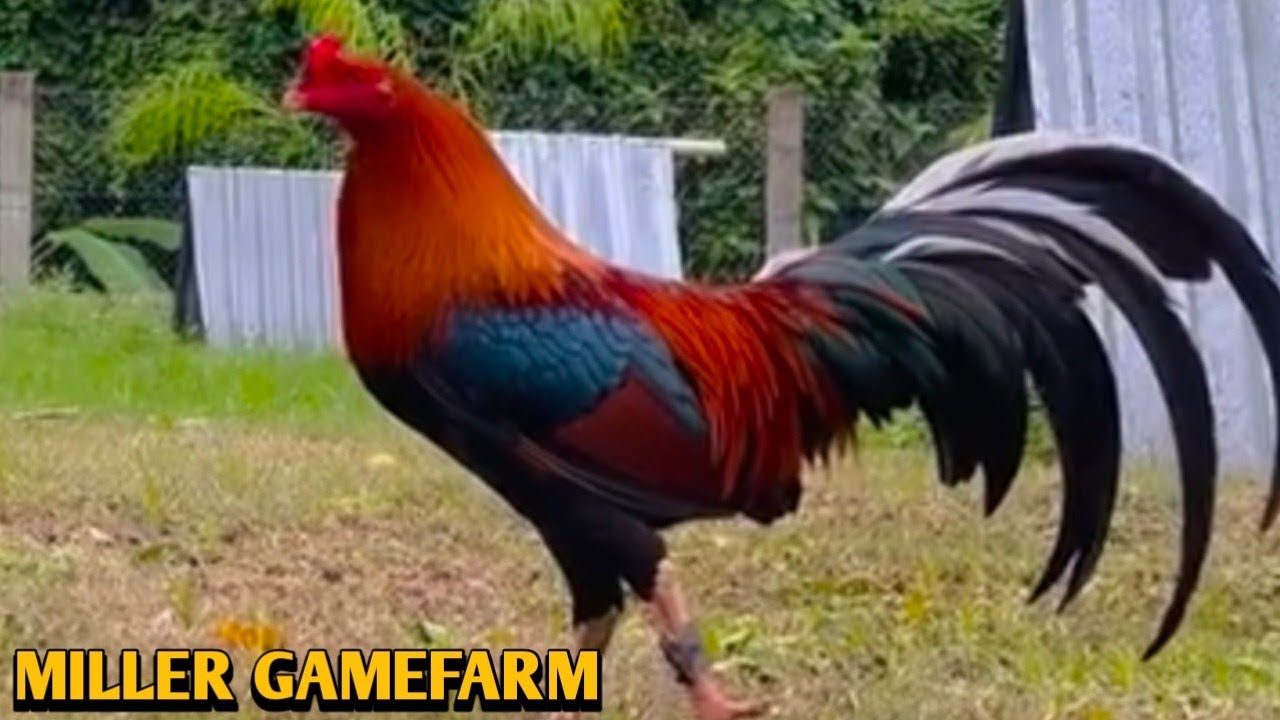 Albany Grey Kelso - MILLER FARM - YouTube