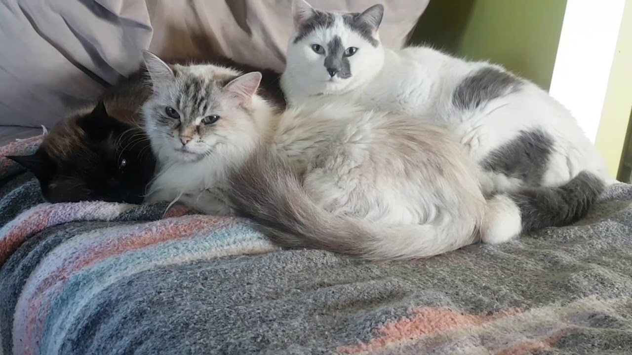 Wildlife Wranglers: 58 Three Cats Resting - YouTube