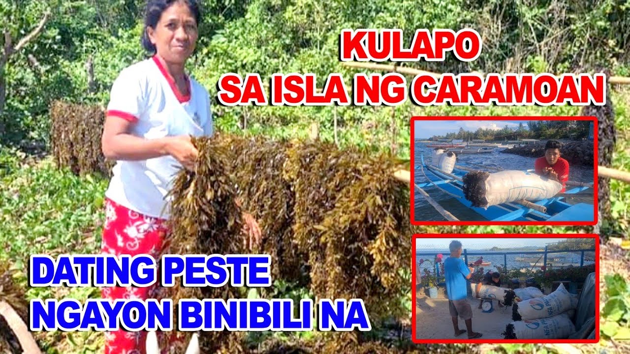 KULAPO DATING PESTE, NGAYON BINIBILI NA - YouTube