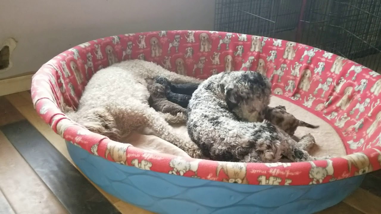 Multigen Australian Labradoodle Daddy Apollo playing with his puppies ...