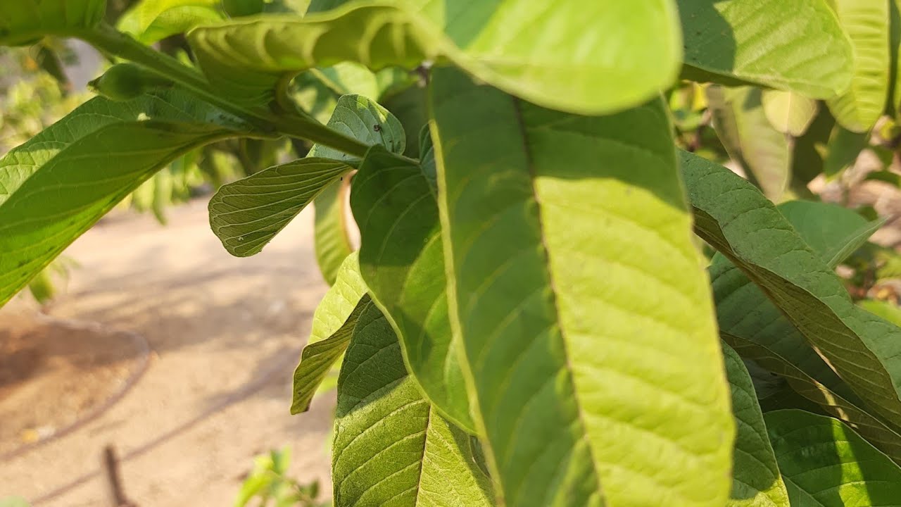 goa plant - YouTube