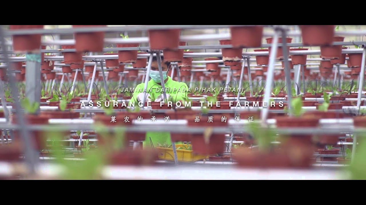 Agroto - O' Fresh - Eat Safe.Eat Fresh (Modern Farming - Malaysia ...