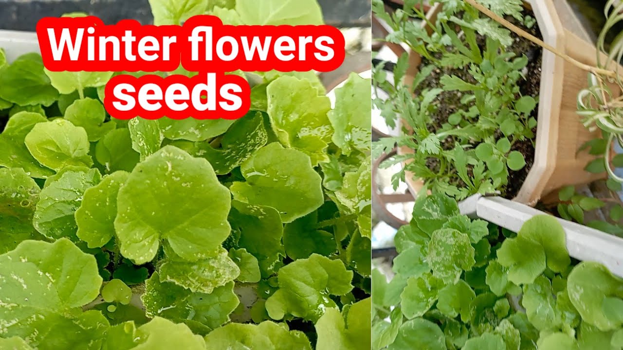 How to grow winter flowers seeds at home ||🙂👍 - YouTube