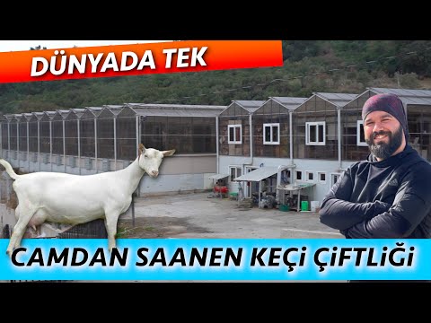 KOMPLE CAMDAN SAANEN KEÇİ ÇİFTLİĞİ | KEÇİ PEYNİRİ