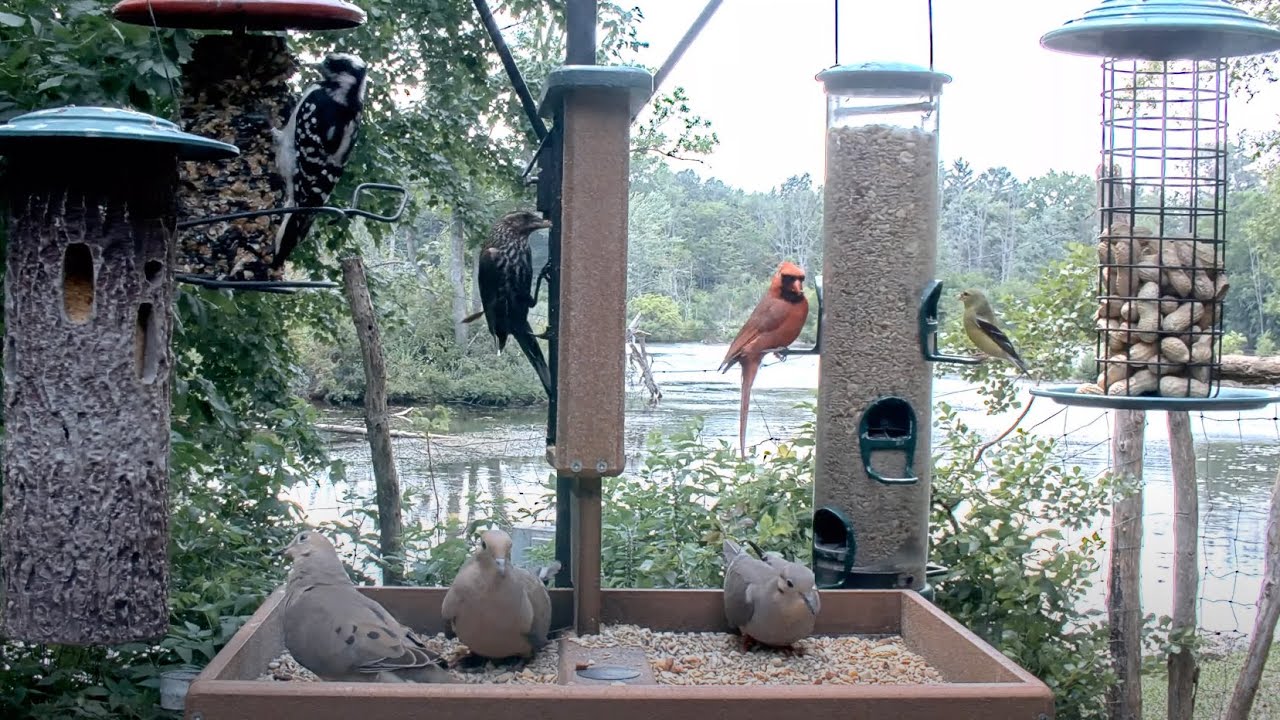 Common Feeder Birds Flock To The Bounty Of The Cornell FeederWatch Cam ...