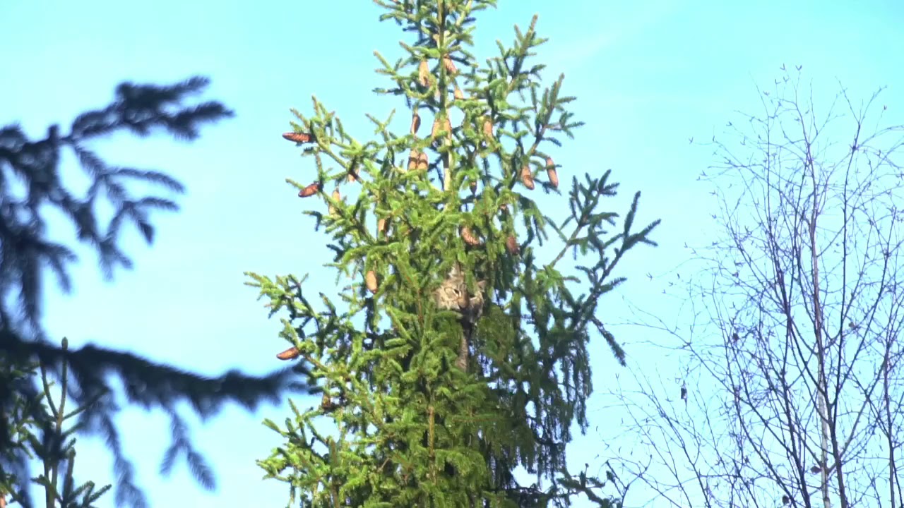 Lynx in tree during fox hunt - YouTube