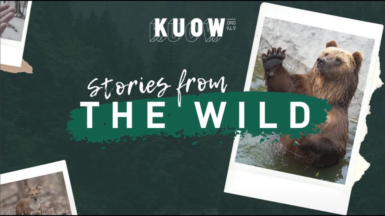 Stories From The Wild with Chris Morgan (Live at McCaw Hall) - YouTube