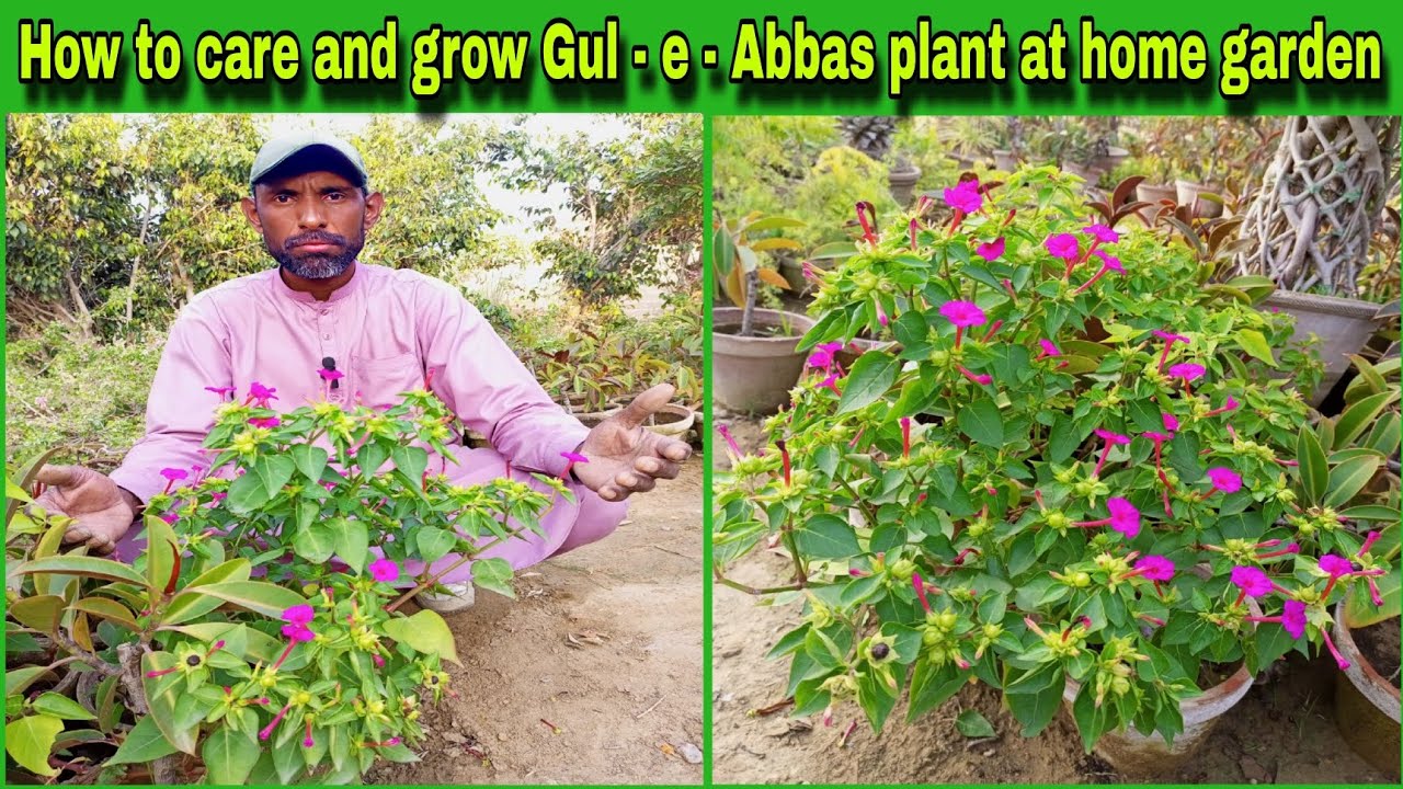 How to care and grow Gul - e - Abbas plant at home garden 🌱most ...