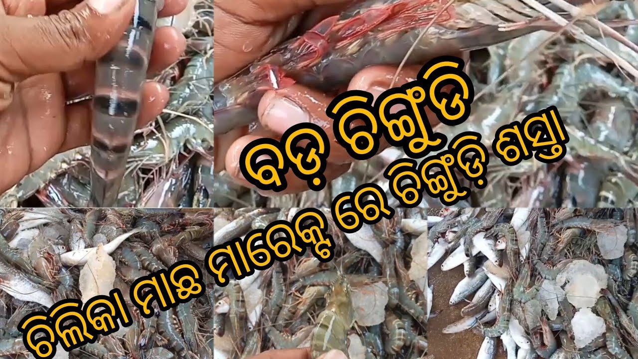 Chilika matcha market // Balugaon Fish market // Chilika Fish - YouTube