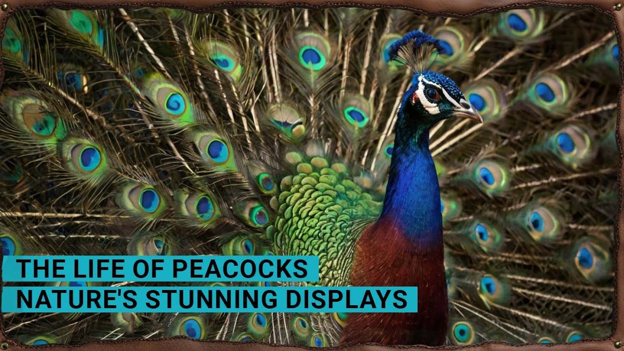 The Life of Peacocks: Nature's Stunning Displays - YouTube