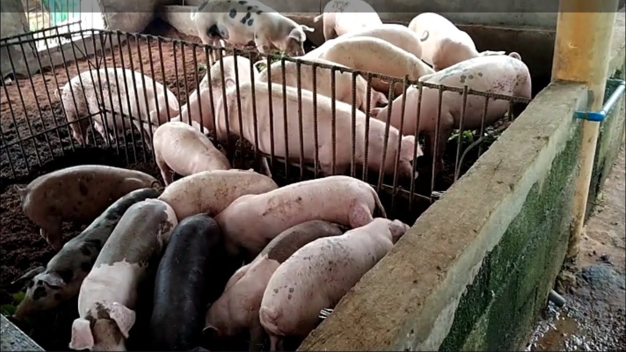 Talbus ng kamute libring snack sa mga baboy - YouTube
