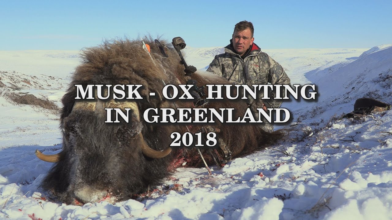 Musk-ox Hunting in Greenland 2018 - Trailer - YouTube