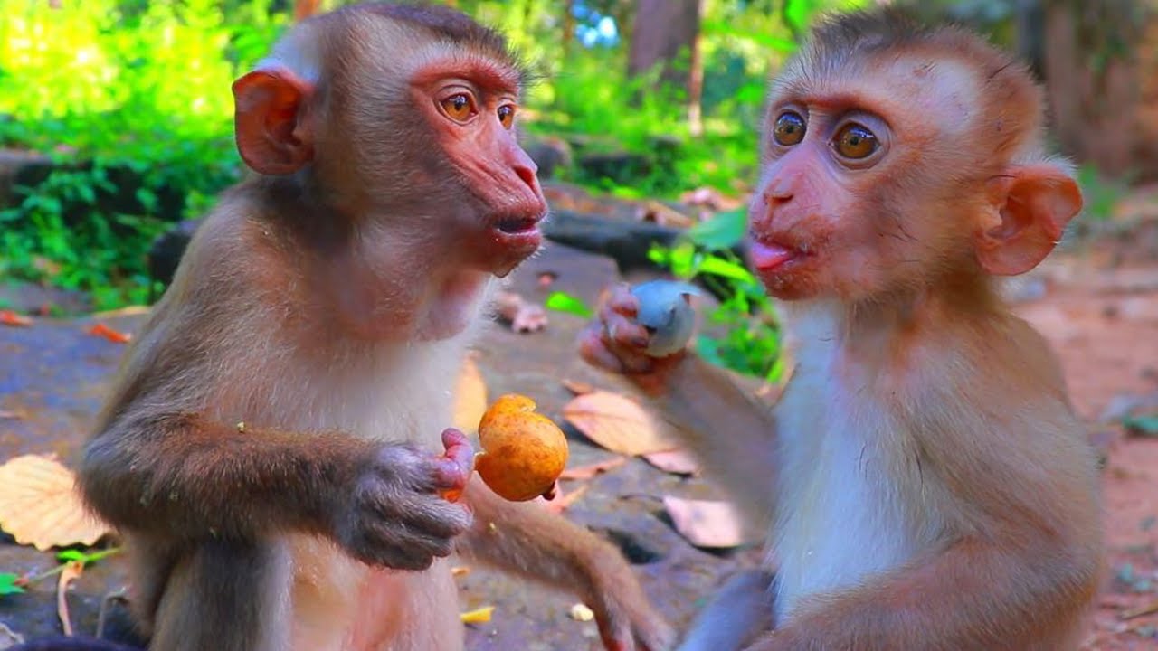 Little Boy And Snoopy Eating Fruits | The monkeys - YouTube