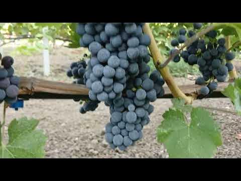 Виноград Каберне Кортис. - YouTube