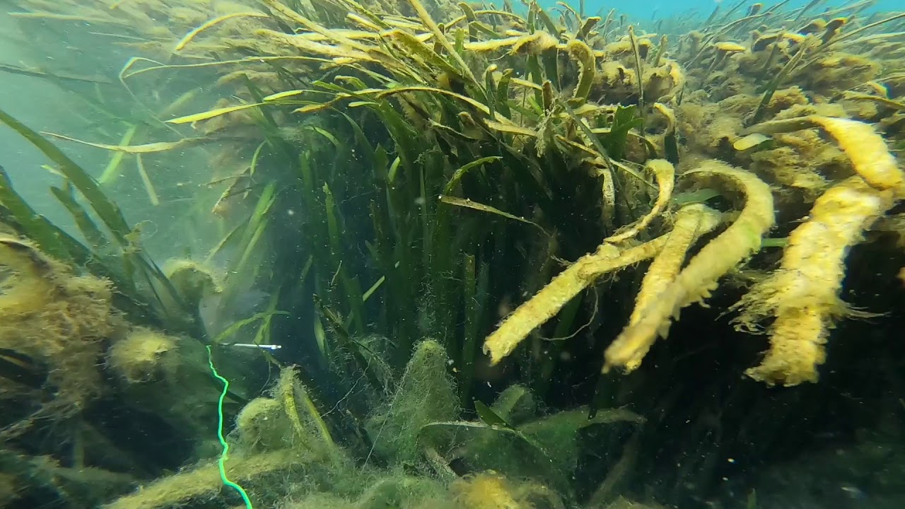 2020-5-12 Two-fer Flopping Fish Sound On - YouTube