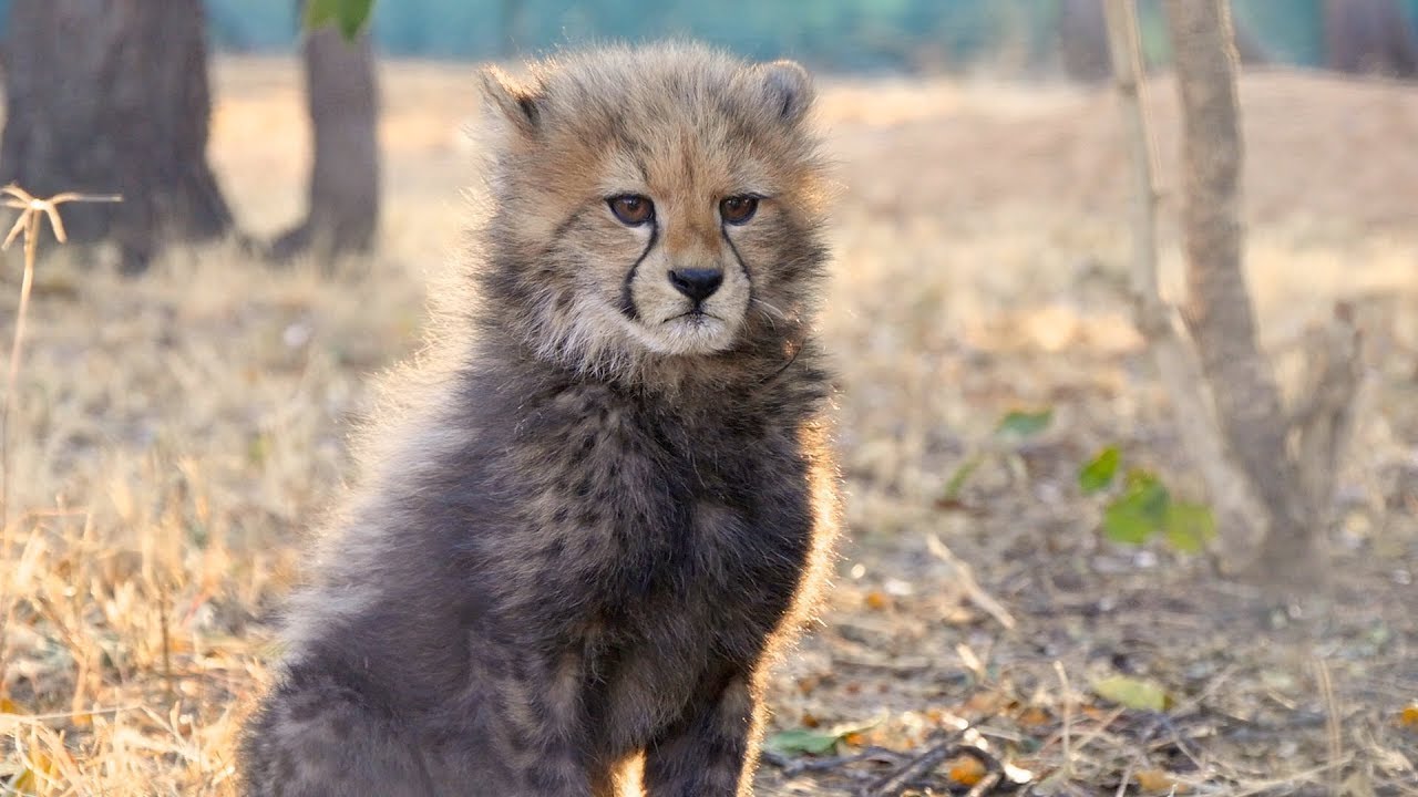 Cute Baby Cheetahs Take First Steps With Their Mom - YouTube