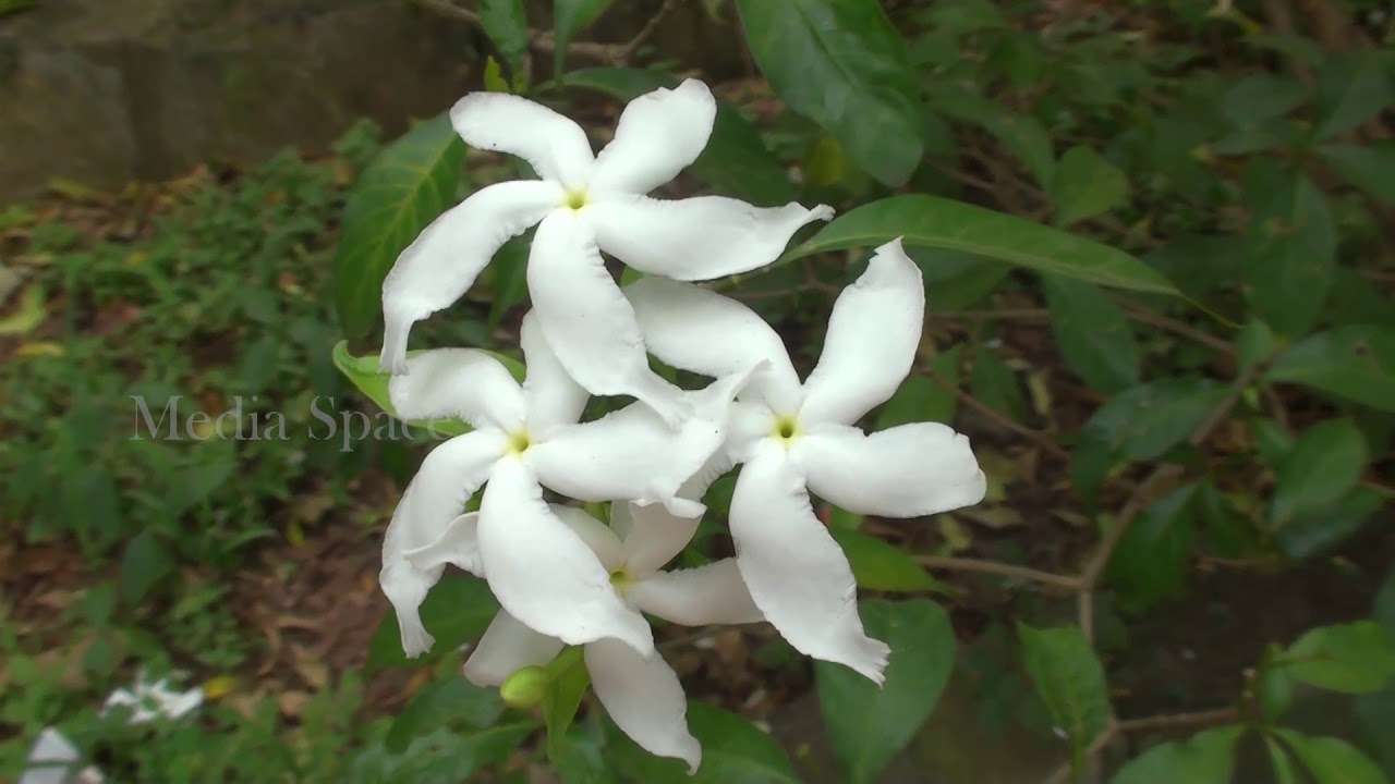 What Is Chandni Flower Called In English | Best Flower Site