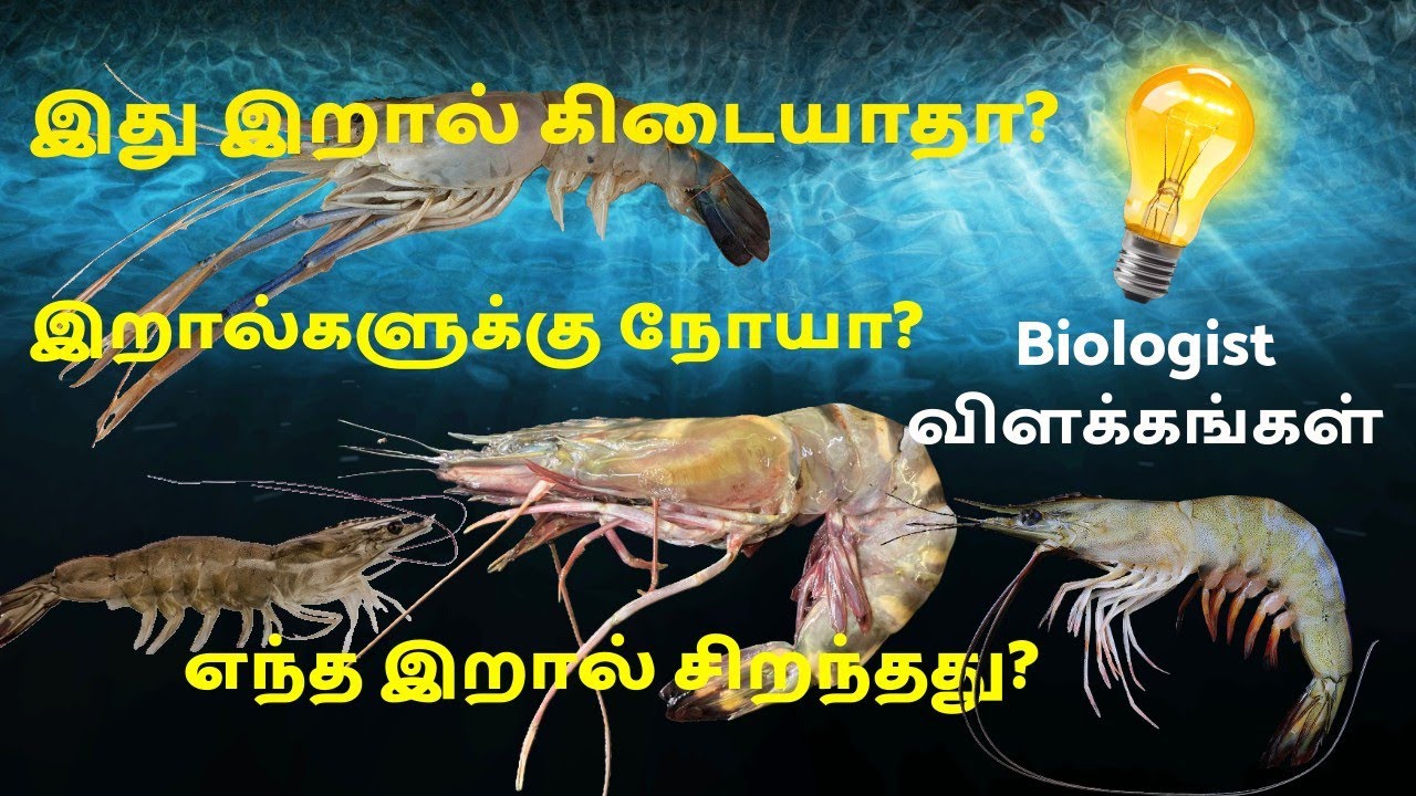 Learn these prawn species | Doctor plankton explanation - YouTube