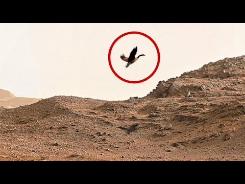 Mars Perseverance Rover Released New 4k Mars Planet Real Video on Sol ...