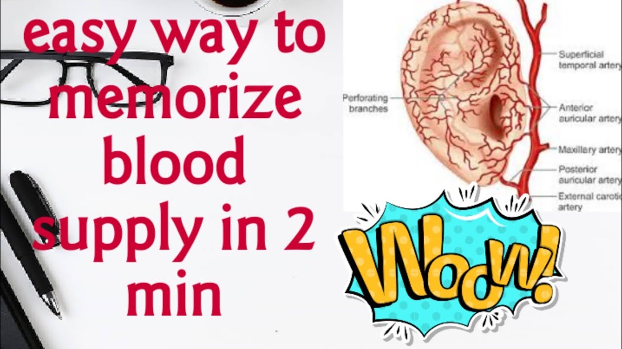 mnemonic to memorize blood supply of ear in 2 min | easy way to ...