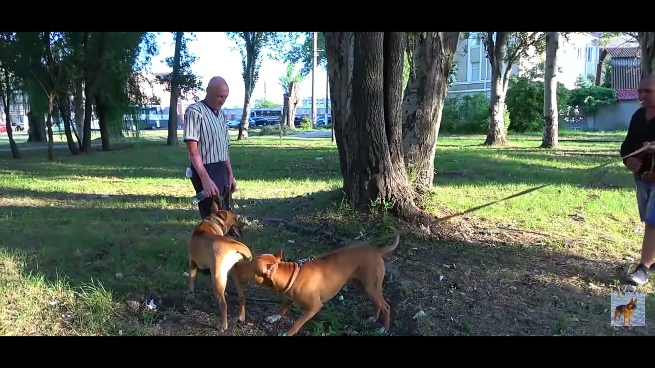 pitbull dog mating | dog breeding | dogs penis got stuck due to hard ...