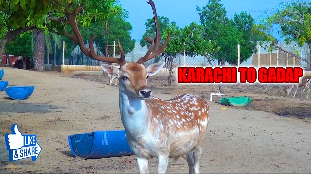KARACHI GADAP Town visited at biggest Deer Farm(JJ Informative) - YouTube